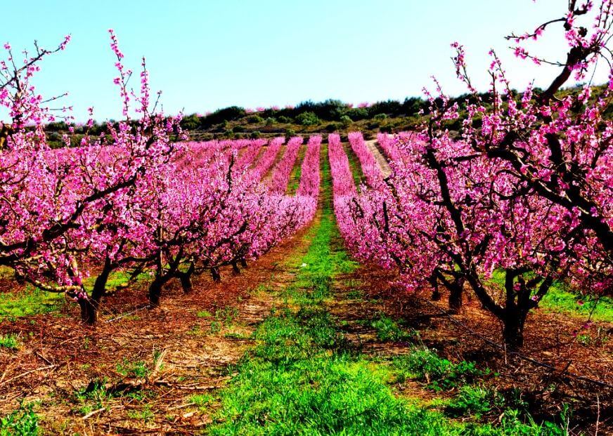 Blossom Peach Trees