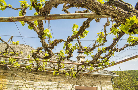 The wines of Epirus