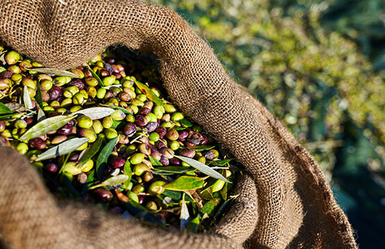 Take part in a traditional harvest activity!